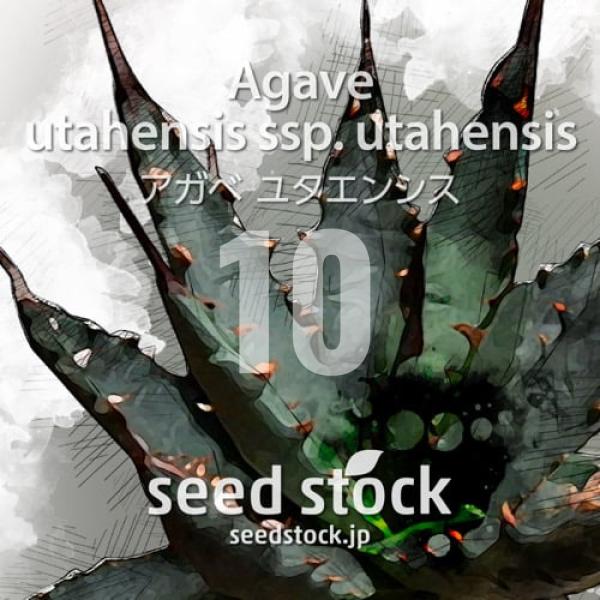 【商品】植物種子【品種】アガベ ユタエンシス（Agave utahensis）【科】Asparagaceae【内容量】10粒【原産地】メキシコ・北米【発芽適温】20-30℃※発芽率・品種の保証はございません。種子の性質上、栽培環境や管理方法...