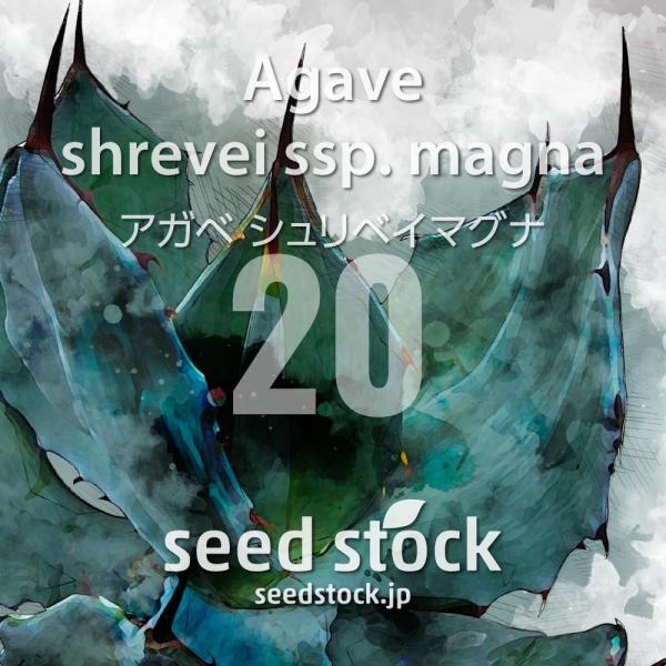 【商品】植物種子【品種】アガベ シュリベイマグナ（Agave shrevei）【科】Asparagaceae【内容量】20粒【原産地】メキシコ北西部（チワワ、シナロア）【発芽適温】25-30℃※発芽率・品種の保証はございません。種子の性質上...