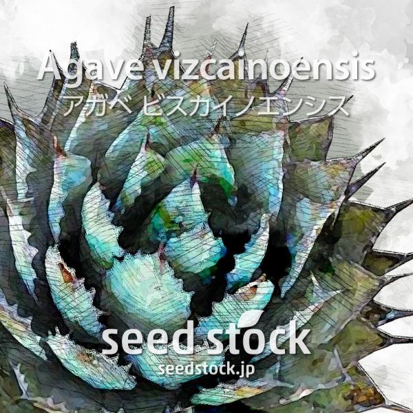 [学名] Agave vizcainoensis[数量] 20粒/50粒/100粒原産はメキシコ、バハ・カリフォルニア・スル州。海沿いの乾燥した砂地に自生します。直径９０cmほどに成長し、厚みのある葉が特徴です。