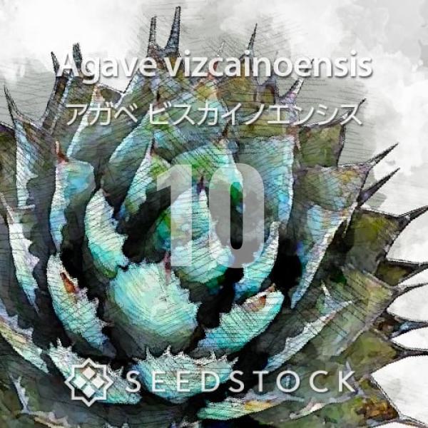 【商品】植物種子【品種】アガベ ビスカイノエンシス（Agave vizcainoensis）【科】Asparagaceae【内容量】10粒【原産地】メキシコ（バハカリフォルニア・スル州）【発芽適温】20-30℃※発芽率・品種の保証はございま...