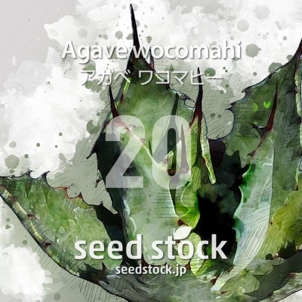 【商品】植物種子【品種】アガベ ワコマヒー（Agave wocomahi）【科】Asparagaceae【内容量】20粒【原産地】メキシコ【発芽適温】25-30℃※発芽率・品種の保証はございません。種子の性質上、栽培環境や管理方法により結果...