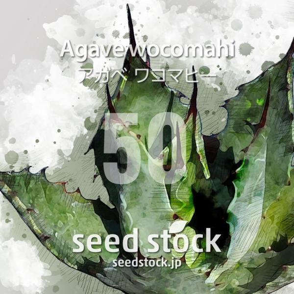 【商品】植物種子【品種】アガベ ワコマヒー（Agave wocomahi）【科】Asparagaceae【内容量】50粒【原産地】メキシコ【発芽適温】25-30℃※発芽率・品種の保証はございません。種子の性質上、栽培環境や管理方法により結果...