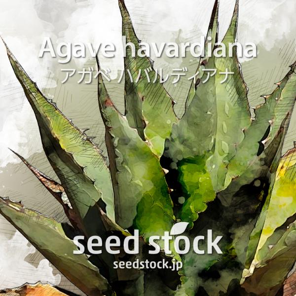 [学名] Agave havardiana[和名] ハバルディアナ/ハバーディアナ[数量] 20粒/50粒/100粒耐寒性に優れたアガベです。