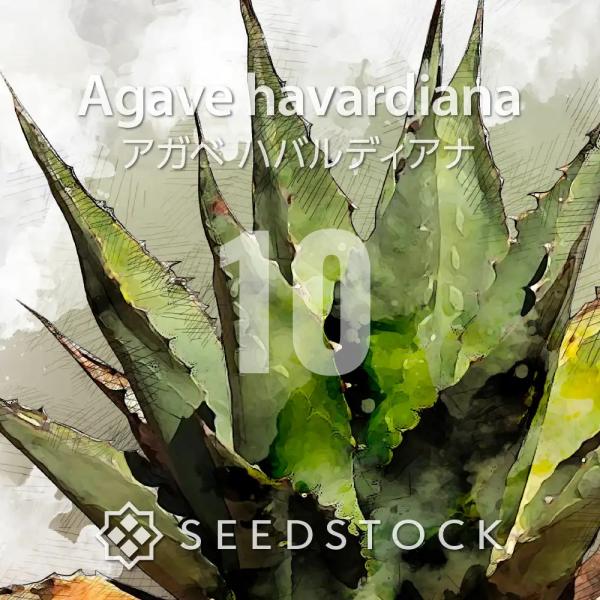 【商品】植物種子【品種】アガベ ハバルディアナ（Agave havardiana）【科】Asparagaceae【内容量】10粒【原産地】メキシコ【発芽適温】20-25℃※発芽率・品種の保証はございません。種子の性質上、栽培環境や管理方法に...