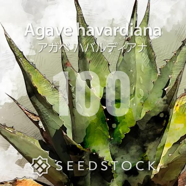 【商品】植物種子【品種】アガベ ハバルディアナ（Agave havardiana）【科】Asparagaceae【内容量】100粒【原産地】メキシコ【発芽適温】20-25℃※発芽率・品種の保証はございません。種子の性質上、栽培環境や管理方法...