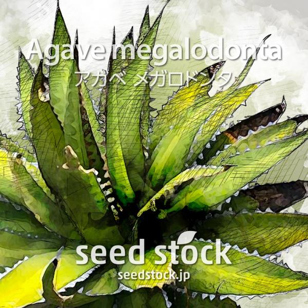 [学名] Agave megalodonta[数量] 20粒/50粒/100粒[入荷] 2019年10月