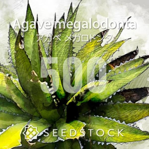 【商品】植物種子【品種】アガベ メガロドンタ（Agave megalodonta）【科】Asparagaceae【内容量】500粒【原産地】メキシコ、オアハカ州およびプエブラ州【発芽適温】25-30℃※発芽率・品種の保証はございません。種子...