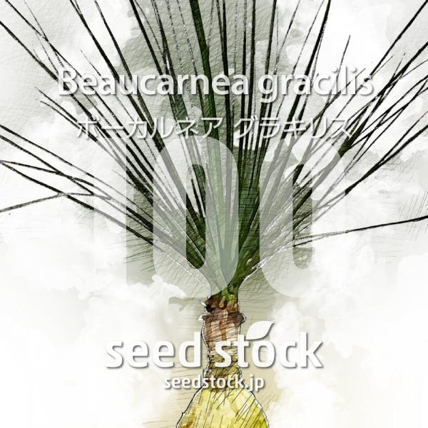 【商品】植物種子【品種】ボーカルネア グラキリス（Beaucarnea gracilis）【科】Asparagaceae【内容量】100粒【原産地】メキシコ【発芽適温】25-30℃※発芽率・品種の保証はございません。種子の性質上、栽培環境や...