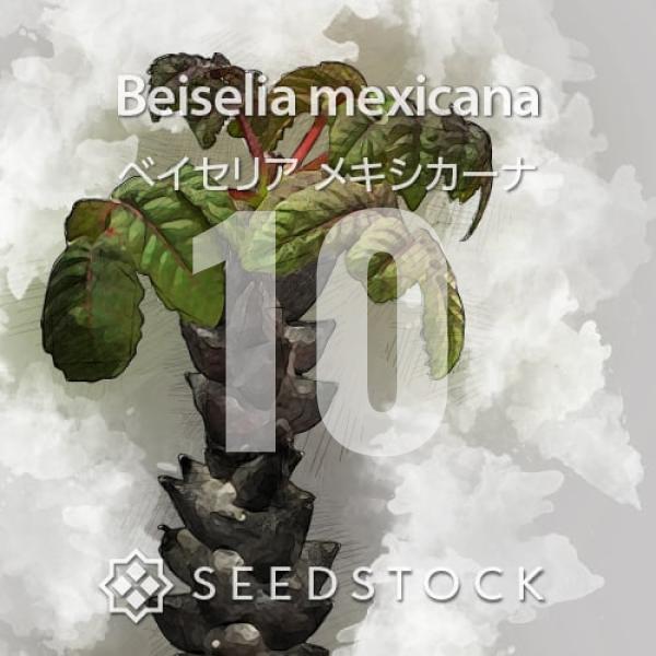 【商品】植物種子【品種】ベイセリア メキシカーナ（Beiselia mexicana）【科】Burseraceae【内容量】10粒【原産地】メキシコ※発芽率・品種の保証はございません。種子の性質上、栽培環境や管理方法により結果が異なります。...