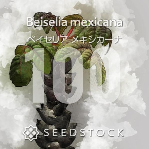 【商品】植物種子【品種】ベイセリア メキシカーナ（Beiselia mexicana）【科】Burseraceae【内容量】100粒【原産地】メキシコ※発芽率・品種の保証はございません。種子の性質上、栽培環境や管理方法により結果が異なります...