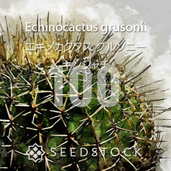 【商品】植物種子【品種】エキノカクタス キンシャチ（Echinocactus grusonii）【科】Cactaceae【内容量】100粒【原産地】メキシコ中部（イダルゴ州、ケレタロ州、サカテカス州）※発芽率・品種の保証はございません。種子...