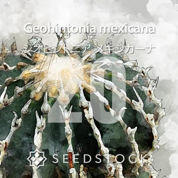 【商品】植物種子【品種】ジオヒントニア メキシカーナ（Geohintonia mexicana）【科】Cactaceae【内容量】20粒【原産地】メキシコ（ヌエボ・レオン州、ガレアナ近郊）【発芽適温】25-30℃※発芽率・品種の保証はござい...
