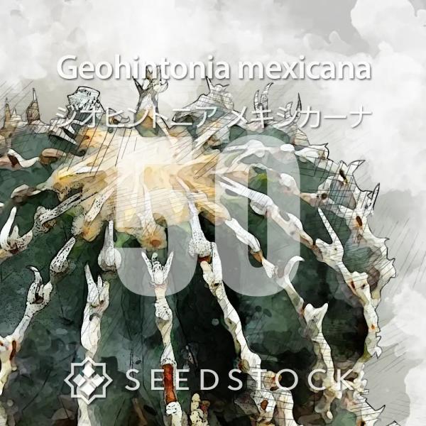 【商品】植物種子【品種】ジオヒントニア メキシカーナ（Geohintonia mexicana）【科】Cactaceae【内容量】50粒【原産地】メキシコ（ヌエボ・レオン州、ガレアナ近郊）【発芽適温】25-30℃※発芽率・品種の保証はござい...