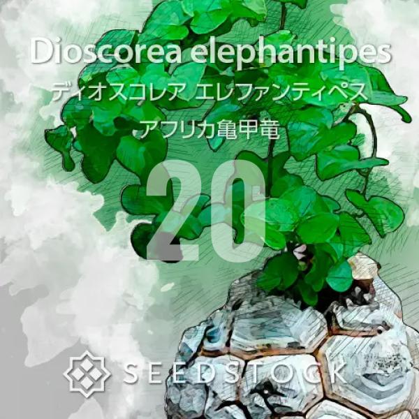 【商品】植物種子【品種】ディオスコレア エレファンティペス アフリカ亀甲竜（Dioscorea elephantipes）【科】Dioscoreaceae【内容量】20粒【原産地】南アフリカ（東ケープ州、西ケープ州）【発芽適温】15-20℃...