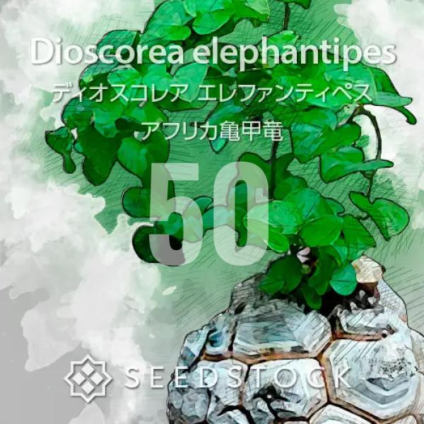 【商品】植物種子【品種】ディオスコレア エレファンティペス アフリカ亀甲竜（Dioscorea elephantipes）【科】Dioscoreaceae【内容量】50粒【原産地】南アフリカ（東ケープ州、西ケープ州）【発芽適温】15-20℃...