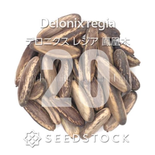 【商品】植物種子【品種】デロニクス レジア 鳳凰木（Delonix regia）【科】Fabaceae【内容量】20粒【原産地】マダガスカル（北西部および西部）【発芽適温】25-30℃※発芽率・品種の保証はございません。種子の性質上、栽培環...
