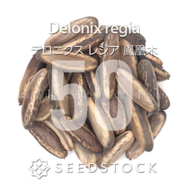 【商品】植物種子【品種】デロニクス レジア 鳳凰木（Delonix regia）【科】Fabaceae【内容量】50粒【原産地】マダガスカル（北西部および西部）【発芽適温】25-30℃※発芽率・品種の保証はございません。種子の性質上、栽培環...