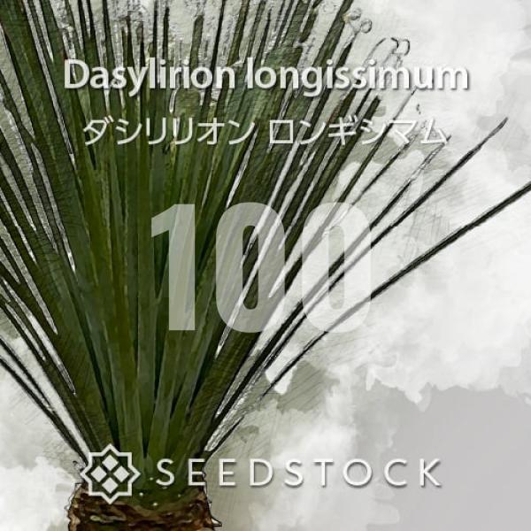 【商品】植物種子【品種】ダシリリオン ロンギシマム（Dasylirion longissimum）【科】Asparagaceae【内容量】100粒【原産地】メキシコ（サンルイスポトシ南部、ケレタロ、イダルゴ州）※発芽率・品種の保証はございま...