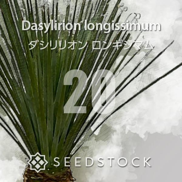 【商品】植物種子【品種】ダシリリオン ロンギシマム（Dasylirion longissimum）【科】Asparagaceae【内容量】20粒【原産地】メキシコ（サンルイスポトシ南部、ケレタロ、イダルゴ州）※発芽率・品種の保証はございませ...