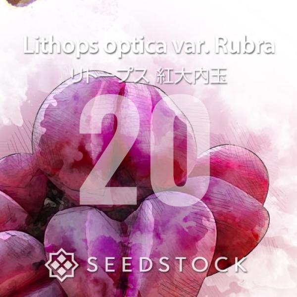 【商品】植物種子【品種】リトープス 紅大内玉（Lithops optica）【科】Aizoaceae【内容量】20粒【原産地】ナミビア（リュデリッツ周辺）【発芽適温】25-30℃※発芽率・品種の保証はございません。種子の性質上、栽培環境や管...