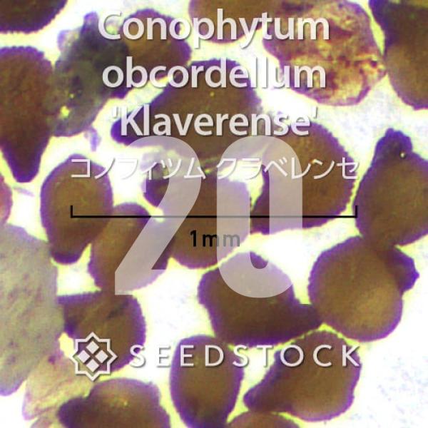 【商品】植物種子【品種】コノフィツム クラベレンセ（Conophytum obcordellum）【科】Aizoaceae【内容量】20粒【原産地】南アフリカ、ナミビア【発芽適温】20-25℃※発芽率・品種の保証はございません。種子の性質上...