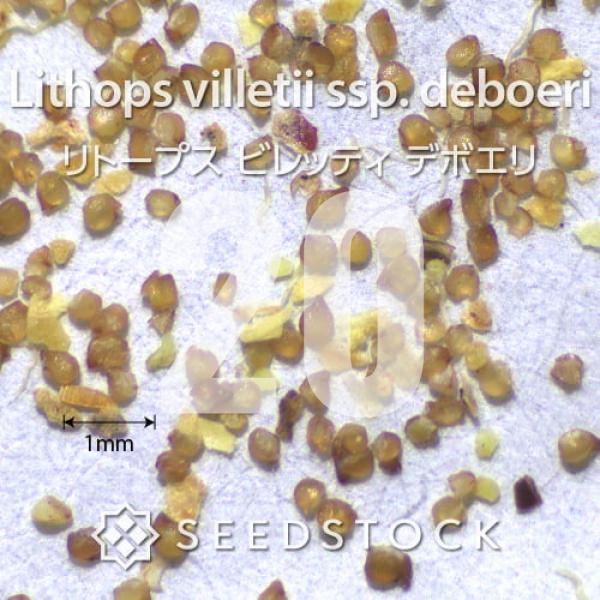 【商品】植物種子【品種】リトープス ビレッティ デボエリ（Lithops villetii）【科】Aizoaceae【内容量】20粒【原産地】南アフリカ【発芽適温】25-30℃※発芽率・品種の保証はございません。種子の性質上、栽培環境や管理...