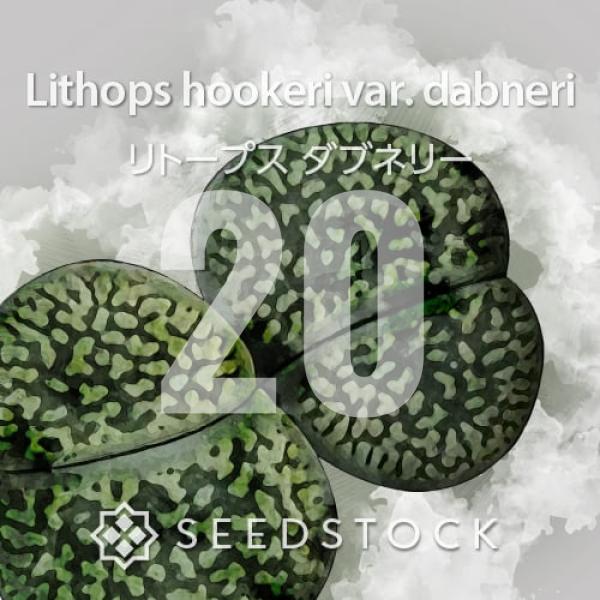 【商品】植物種子【品種】リトープス ダブネリー（Lithops hookeri）【科】Aizoaceae【内容量】20粒【原産地】ナミビア、南アフリカ【発芽適温】25-30℃※発芽率・品種の保証はございません。種子の性質上、栽培環境や管理方...
