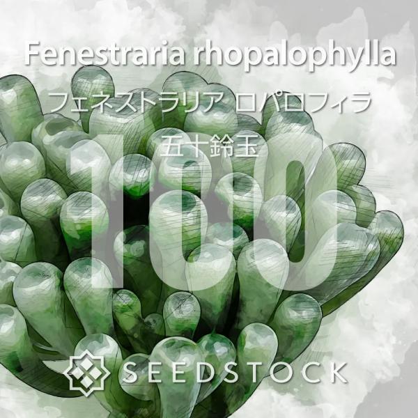 【商品】植物種子【品種】フェネストラリア ロパロフィラ 五十鈴玉（Fenestraria rhopalophylla）【科】Aizoaceae【内容量】100粒【原産地】南アフリカ【発芽適温】25-30℃※発芽率・品種の保証はございません。...