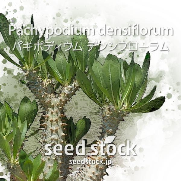 [学名] Pachypodium densiflorum var. densiflorum[和名] シバ女王の玉櫛[数量] 20粒/50粒/100粒