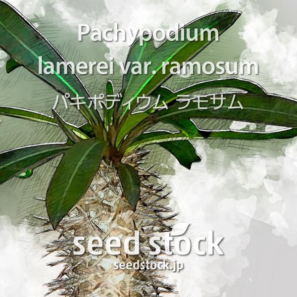 [学名] Pachypodium lamerei var. ramosum[和名] ラモサム[数量] 20粒/50粒/100粒成長が早く、初心者にもオススメです。