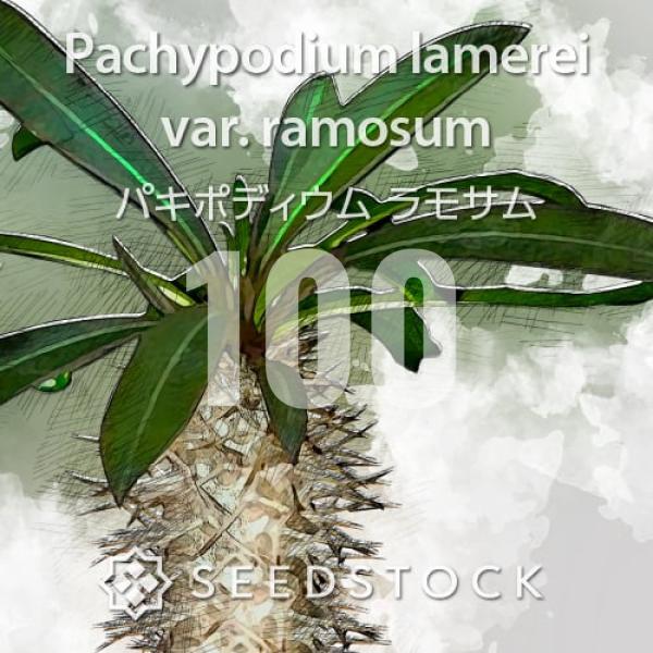 【商品】植物種子【品種】パキポディウム ラモサム（Pachypodium lamerei）【科】Apocynaceae【内容量】100粒【原産地】マダガスカル・アフリカ【発芽適温】25-30℃※発芽率・品種の保証はございません。種子の性質上...