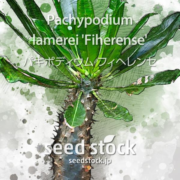 [学名] Pachypodium lamerei 'Fiherense' [和名] フィヘレンセ[数量] 20粒ラメレイの小型種、最大で2m程度まで成長します。