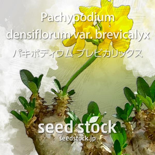 デンシフローラムの変種、基本種よりも扁平に育ちます。[学名] Pachypodium densiflorum var. brevicalyx [数量] 20粒/50粒/100粒
