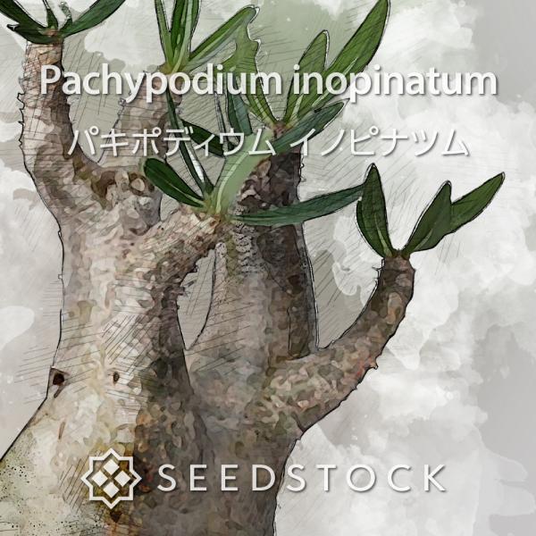 [学名] Pachypodium inopinatum [数量] 10粒/20粒/50粒/100粒
