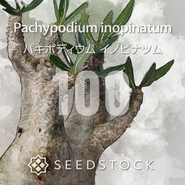 【商品】植物種子【品種】パキポディウム イノピナツム（Pachypodium rosulatum）【科】Apocynaceae【内容量】100粒【原産地】マダガスカル【発芽適温】25-35℃※発芽率・品種の保証はございません。種子の性質上、...