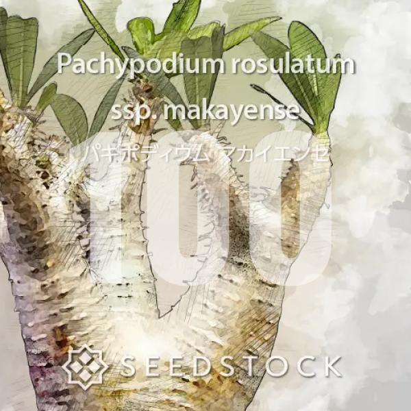 【商品】植物種子【品種】パキポディウム マカイエンセ（Pachypodium rosulatum）【科】Apocynaceae【内容量】100粒【原産地】マダガスカル南部 マカイ山脈・峡谷【発芽適温】25-35℃※発芽率・品種の保証はござい...