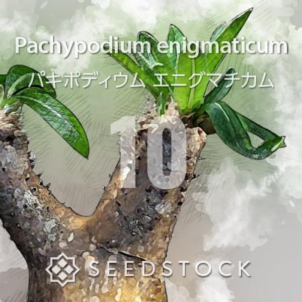 【商品】植物種子【品種】パキポディウム エニグマチカム（Pachypodium enigmaticum）【科】Apocynaceae【内容量】10粒【原産地】マダガスカル中央部（Mandoto周辺）【発芽適温】25-30℃※発芽率・品種の保...