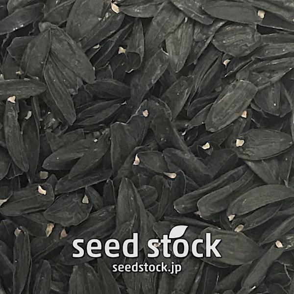 [学名] Xanthorrhoea preissii [和名] ザントロエア プレイシー[数量] 20粒/50粒/100粒