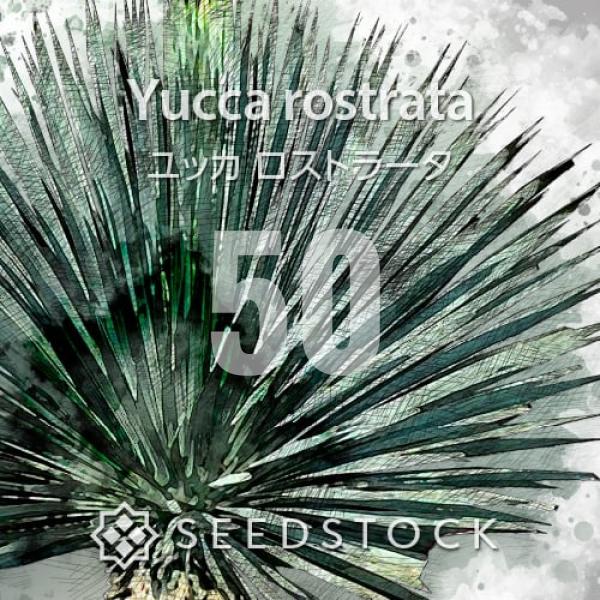 【商品】植物種子【品種】ユッカ ロストラータ（Yucca rostrata）【科】Asparagaceae【内容量】50粒【原産地】アメリカ南部〜メキシコ北部【発芽適温】20-25℃※発芽率・品種の保証はございません。種子の性質上、栽培環境...