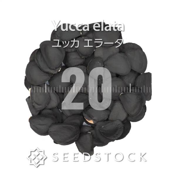 【商品】植物種子【品種】ユッカ エラータ（Yucca elata）【科】Asparagaceae【内容量】20粒【原産地】北米南西部（アリゾナ、ニューメキシコ、テキサス西部）〜メキシコ北部【発芽適温】25-30℃※発芽率・品種の保証はござい...