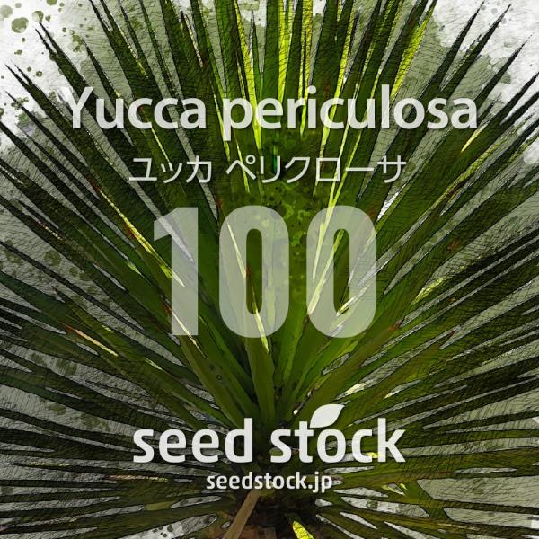 【商品】植物種子【品種】ユッカ ペリクローサ（Yucca periculosa）【科】Asparagaceae【内容量】100粒【原産地】メキシコ南部（プエブラ州、ベラクルス州、オアハカ州）【発芽適温】20-25℃※発芽率・品種の保証はござ...