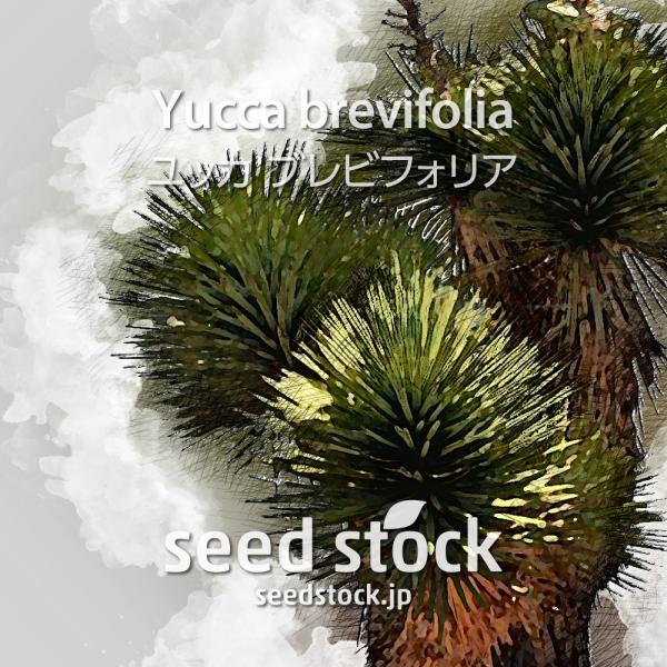 [学名] Yucca brevifolia[数量] 20粒/50粒/100粒ユッカ ブレビフォリアヨシュアツリー（joshua tree）の名称でも知られています。