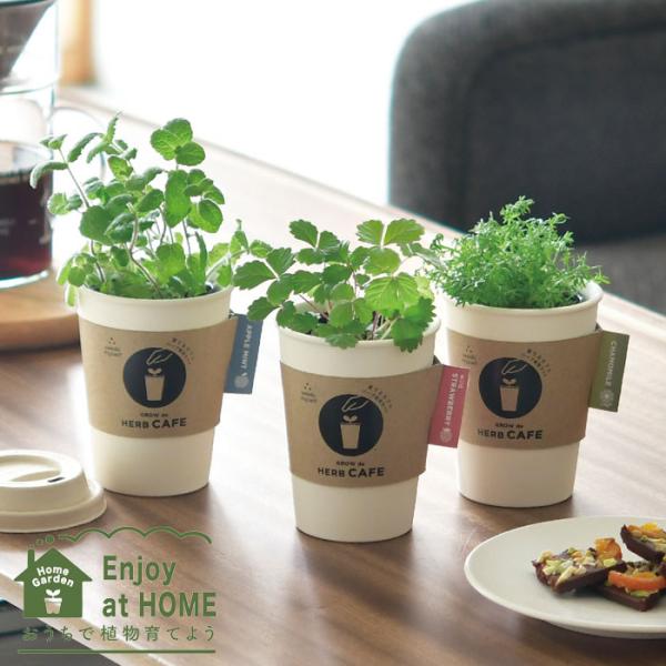 サイズ:約H11.5×φ8.4cmセット内容:陶器ポット、インナーホ゜ット、培養土、種、説明書仕様:・発芽適温（約）：20℃〜・栽培適温（約）：15〜25℃・発芽日数（約）：3〜10日・収穫目安（約）：2〜3ヶ月アップルミント/ワイルドスト...