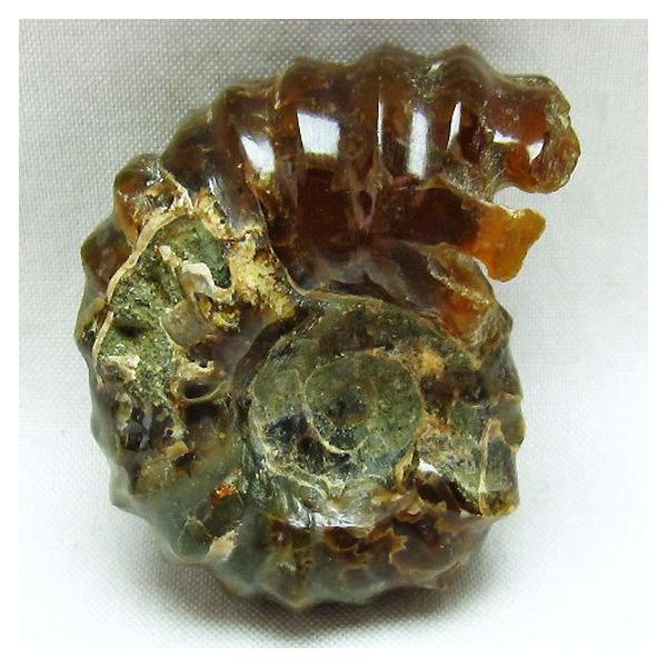 【アンモナイト】アンモナイトは、古生代シルル紀末期から中生代白亜紀末までに繁栄した頭足類の一種で、イカやたこの仲間に属します。ラテン語で神（ammon）の石(ite)を意味するアンモナイト。太古のロマンを秘め、コレクションに最適です。また、...