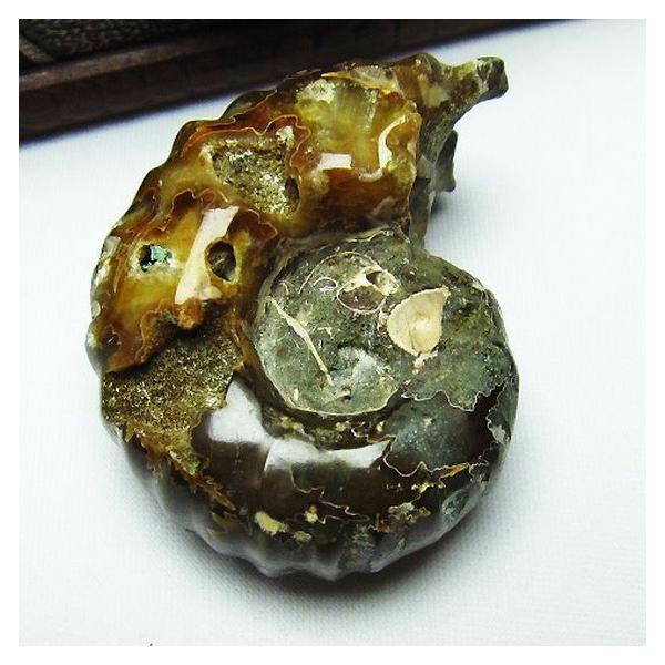 【アンモナイト】アンモナイトは、古生代シルル紀末期から中生代白亜紀末までに繁栄した頭足類の一種で、イカやたこの仲間に属します。ラテン語で神（ammon）の石(ite)を意味するアンモナイト。太古のロマンを秘め、コレクションに最適です。また、...