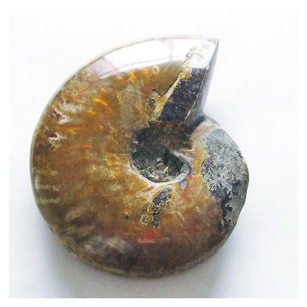 【アンモナイト】アンモナイトは、古生代シルル紀末期から中生代白亜紀末までに繁栄した頭足類の一種で、イカやたこの仲間に属します。ラテン語で神（ammon）の石(ite)を意味するアンモナイト。太古のロマンを秘め、コレクションに最適です。また、...