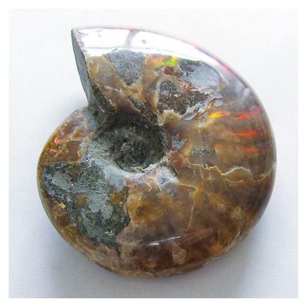 【アンモナイト】アンモナイトは、古生代シルル紀末期から中生代白亜紀末までに繁栄した頭足類の一種で、イカやたこの仲間に属します。ラテン語で神（ammon）の石(ite)を意味するアンモナイト。太古のロマンを秘め、コレクションに最適です。また、...