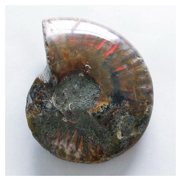 【アンモナイト】アンモナイトは、古生代シルル紀末期から中生代白亜紀末までに繁栄した頭足類の一種で、イカやたこの仲間に属します。ラテン語で神（ammon）の石(ite)を意味するアンモナイト。太古のロマンを秘め、コレクションに最適です。また、...