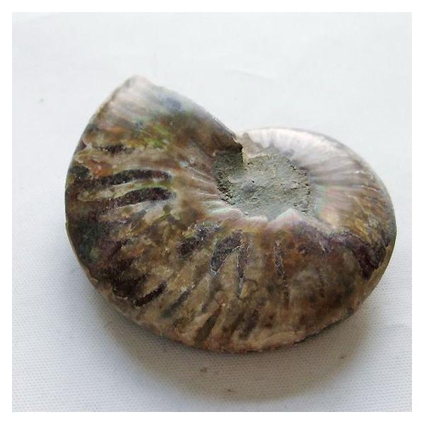 【アンモナイト】アンモナイトは、古生代シルル紀末期から中生代白亜紀末までに繁栄した頭足類の一種で、イカやたこの仲間に属します。ラテン語で神（ammon）の石(ite)を意味するアンモナイト。太古のロマンを秘め、コレクションに最適です。また、...