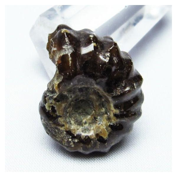 【アンモナイト】アンモナイトは、古生代シルル紀末期から中生代白亜紀末までに繁栄した頭足類の一種で、イカやたこの仲間に属します。ラテン語で神（ammon）の石(ite)を意味するアンモナイト。太古のロマンを秘め、コレクションに最適です。また、...